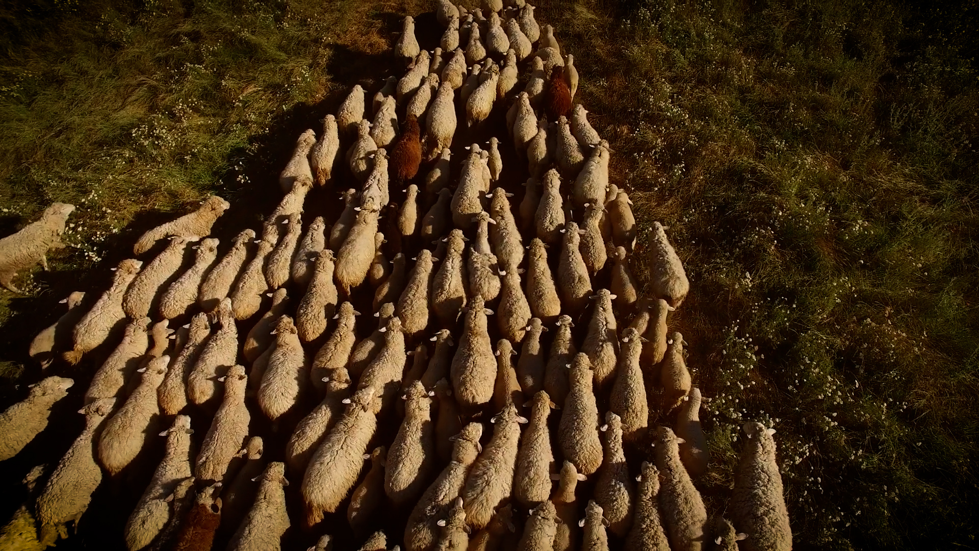 People And Sheeple | Good News Unlimited