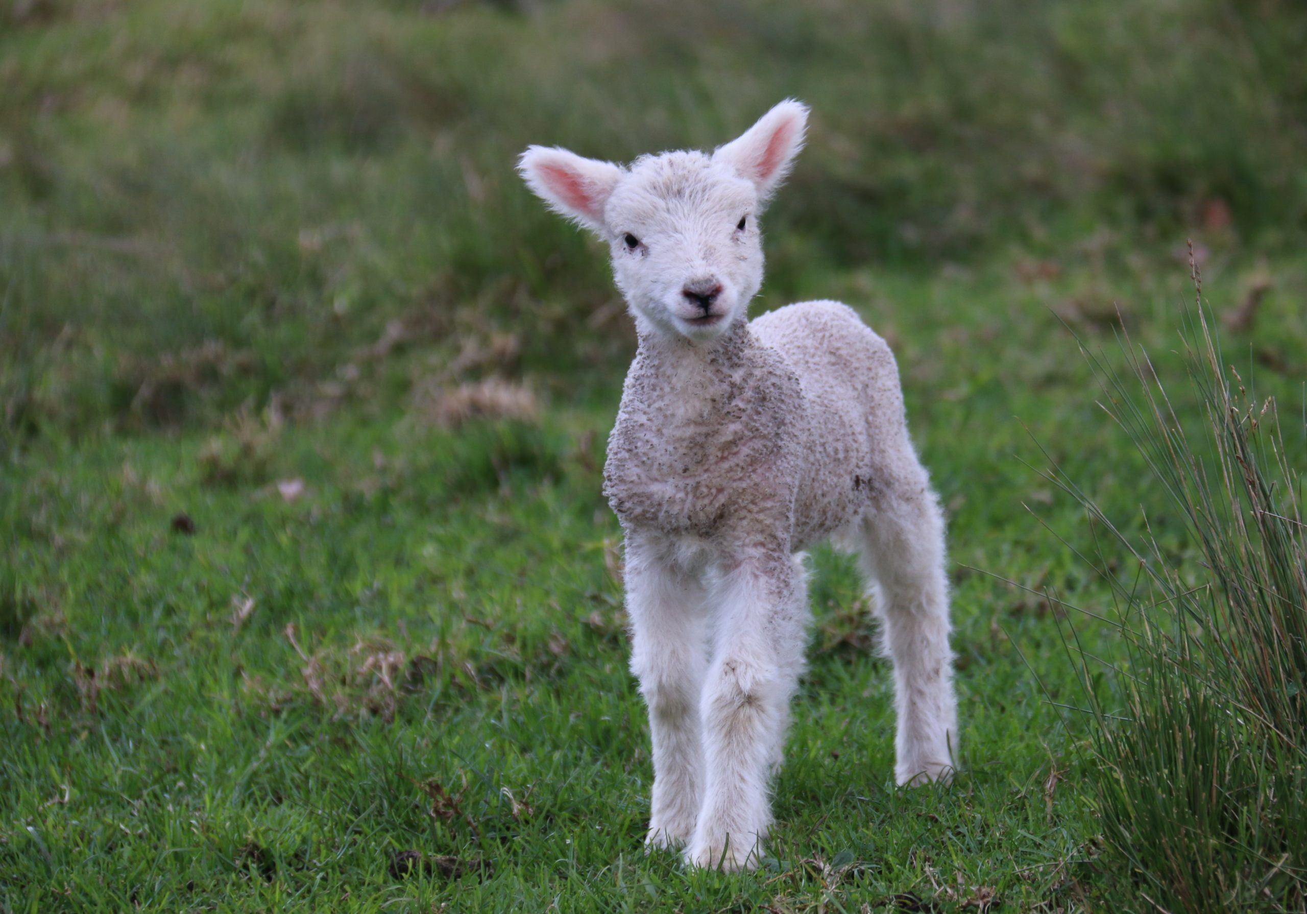 Where Is The Lamb Good News Unlimited